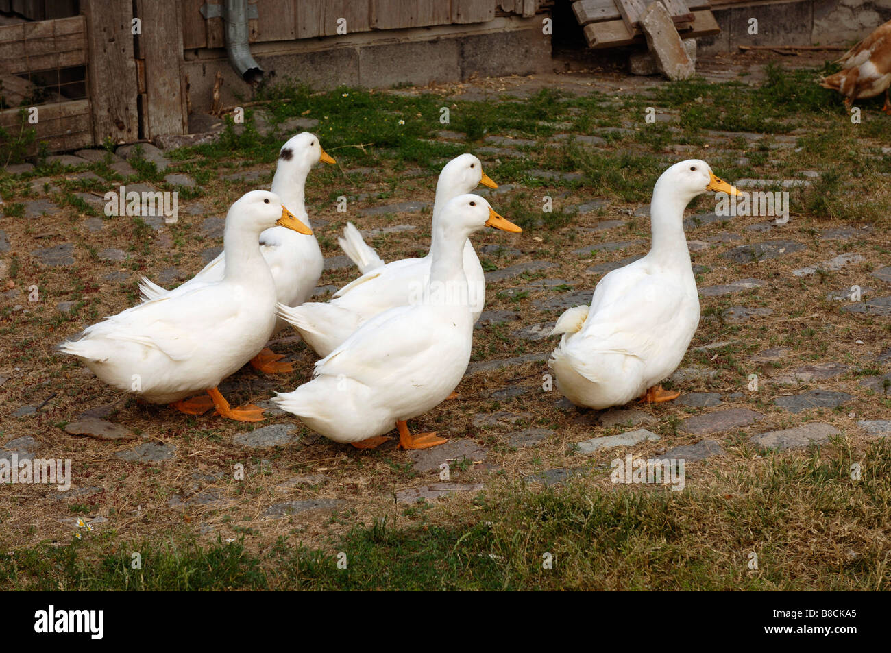 Ducks, Riverdale Farm, Toronto,Ontario Stock Photo - Alamy