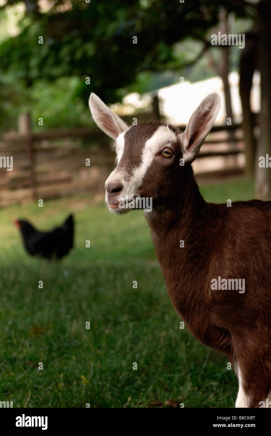 Goat, Riverdale Farm, Toronto,Ontario Stock Photo - Alamy