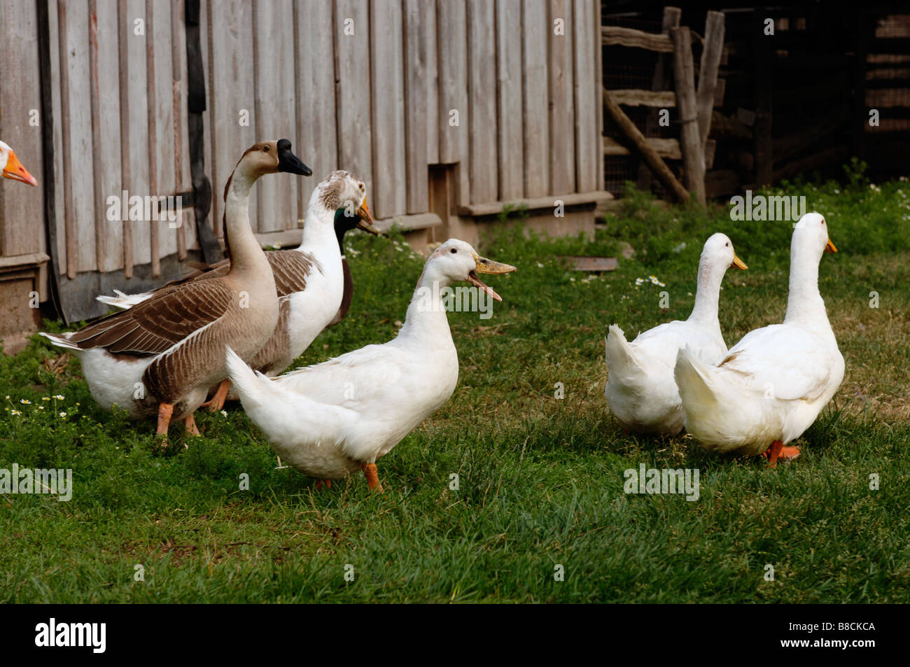Farm ducks hi-res stock photography and images - Alamy