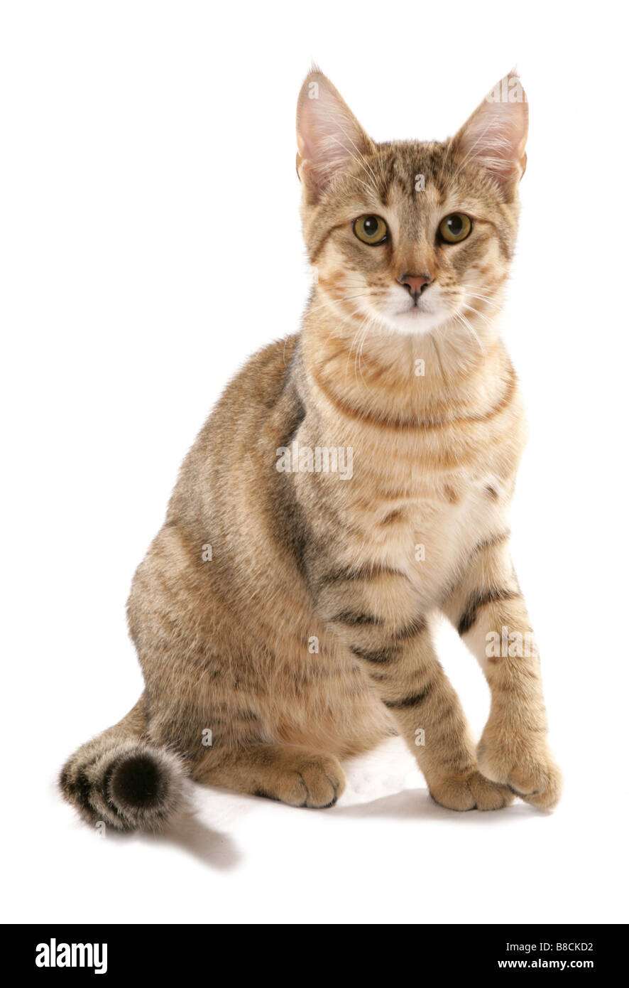 pixie bob cat sitting studio Stock Photo - Alamy