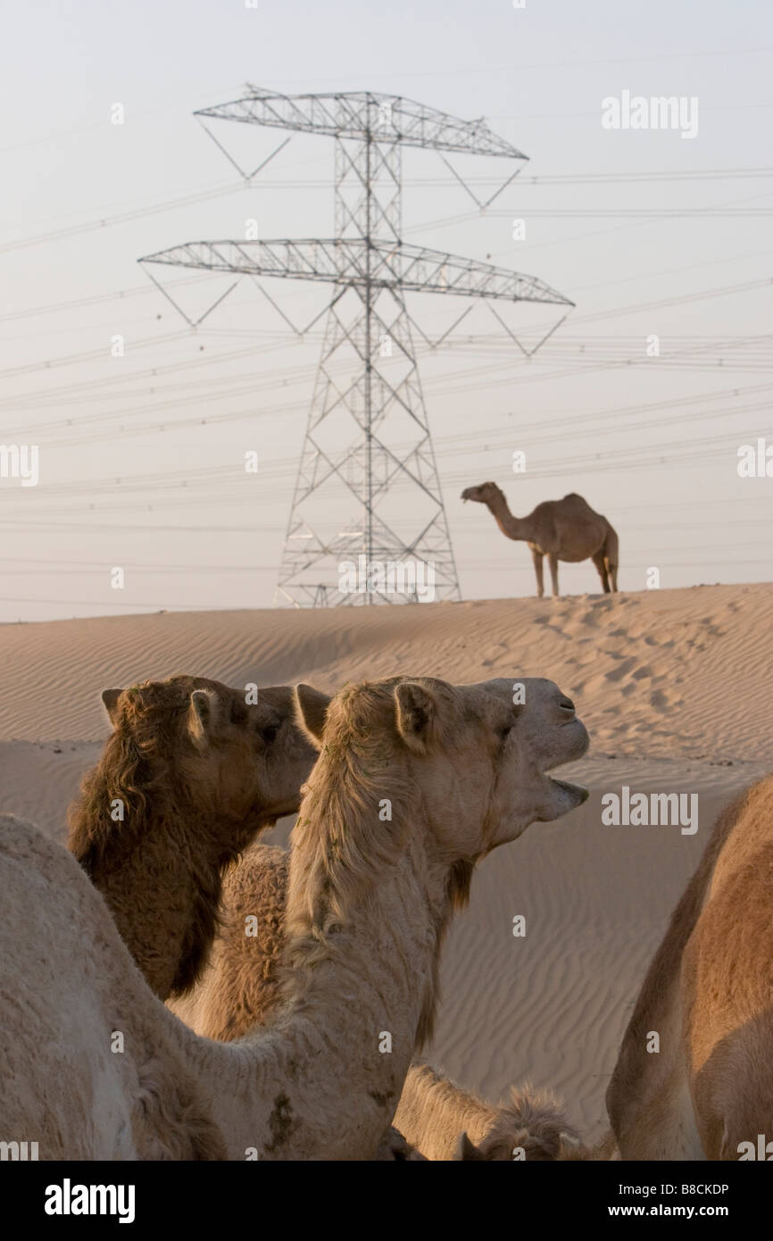 UAE, Dubai, camels at a farm in the desert outside of Dubai Stock Photo ...