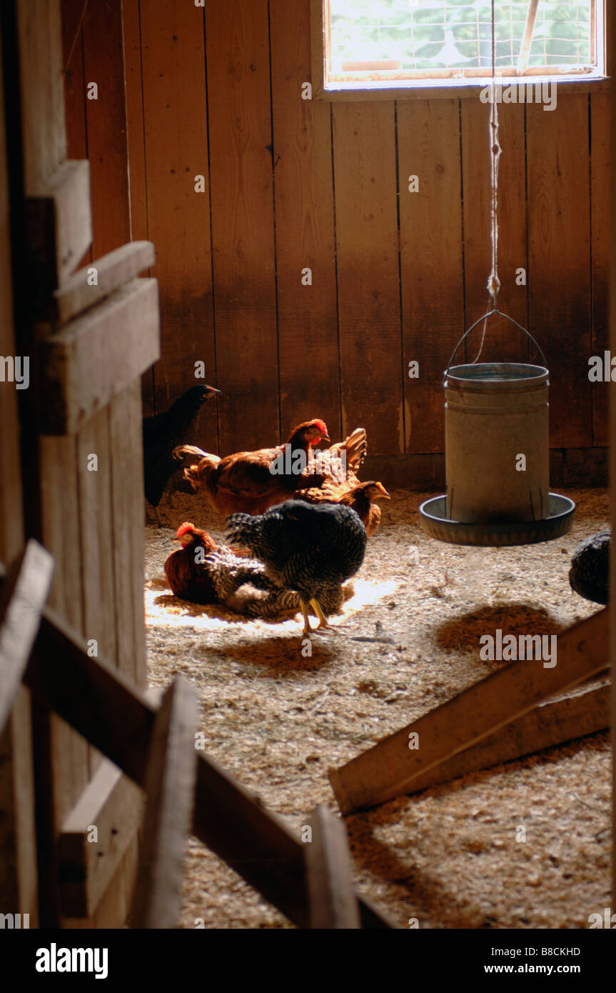 Chicken Coop, Riverdale Farm, Toronto,Ontario Stock Photo - Alamy
