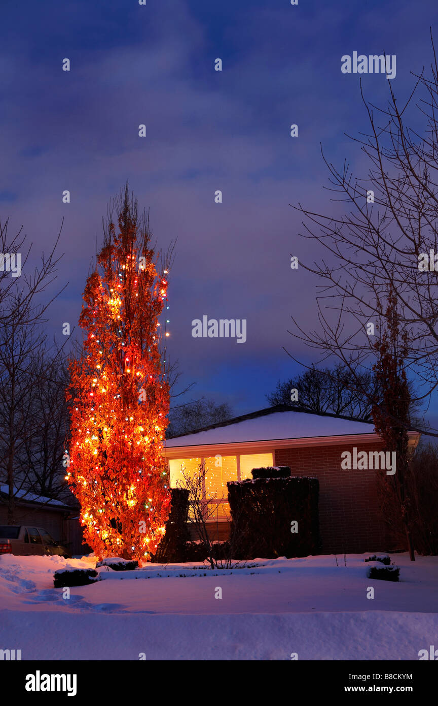 Christmas house plant hi-res stock photography and images - Alamy