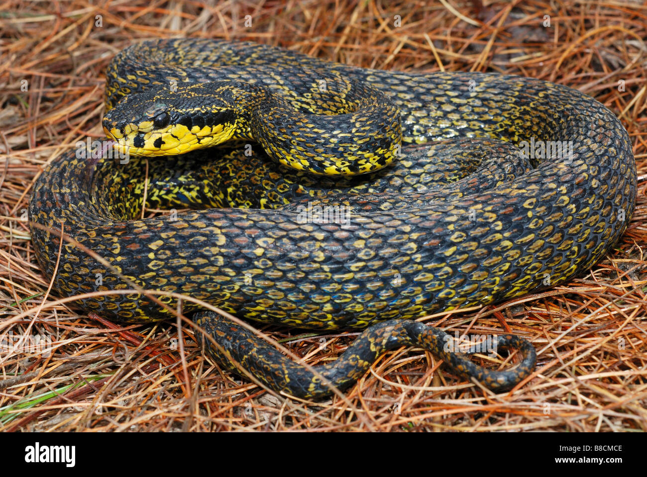 Pit viper species hi-res stock photography and images - Alamy