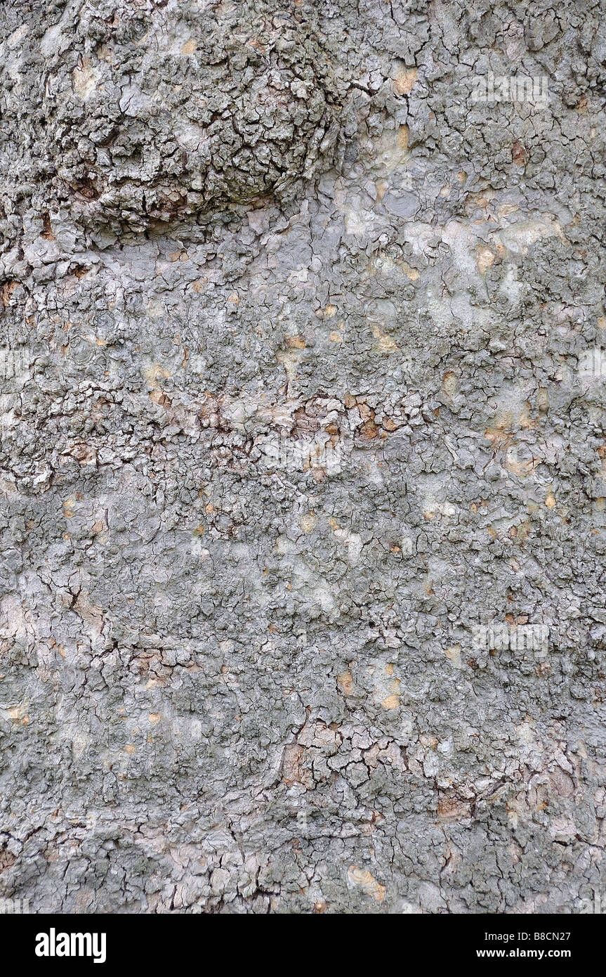 Tree Bark, Bexley, Kent, England Stock Photo - Alamy