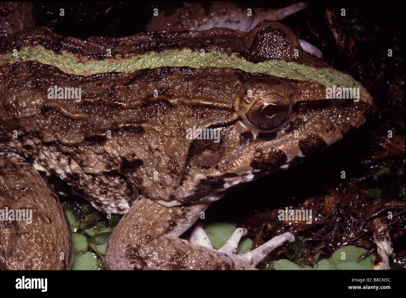 Fejervarya limnocharis, Chinese rice field Frog Stock Photo - Alamy