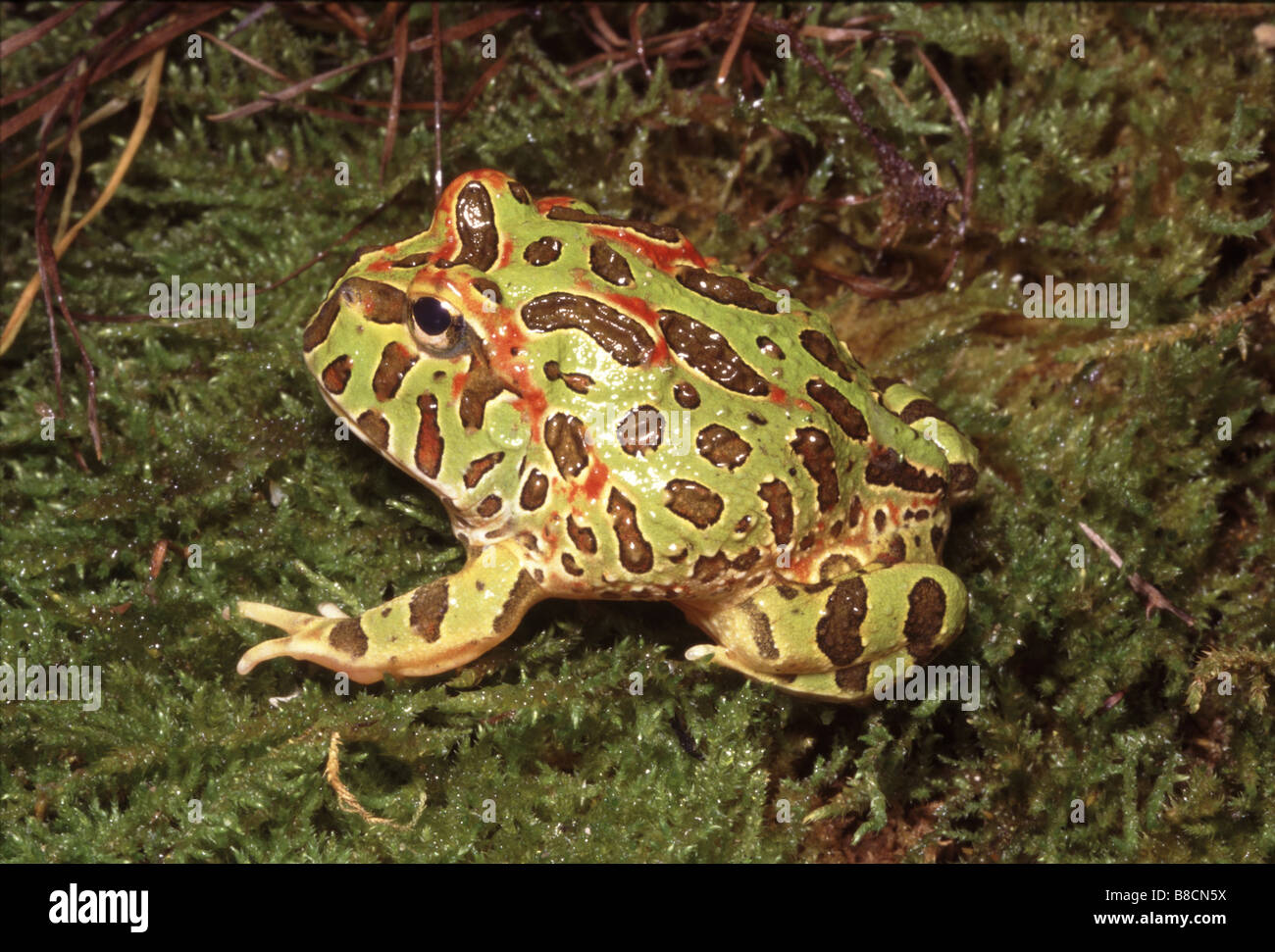 Ornate Horned frog, Ceratophrys ornata Stock Photo - Alamy