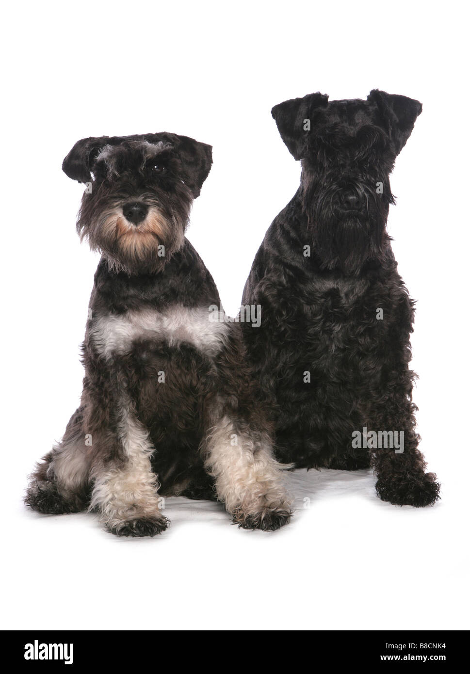 Minature Schnauzer Dog Sitting Studio Stock Photo - Alamy