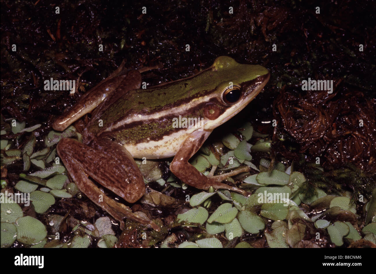 Rana erythraea hi-res stock photography and images - Alamy