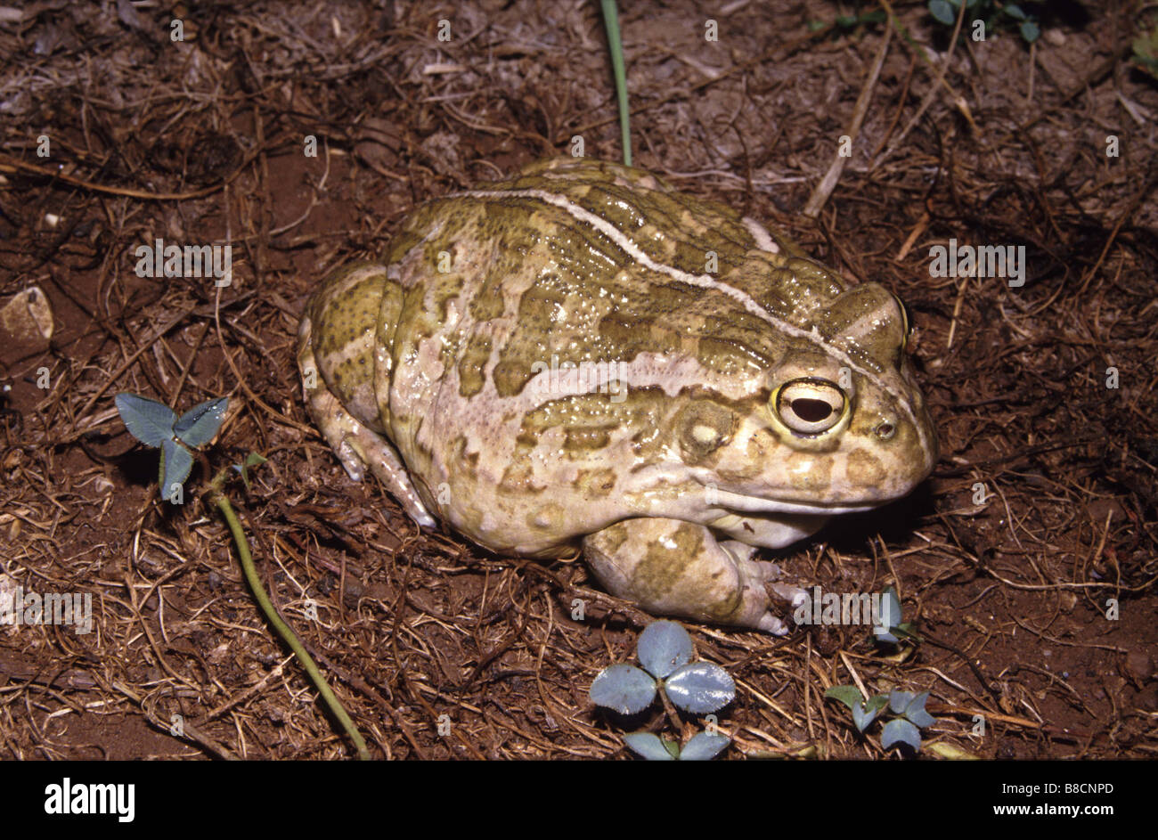 Rana adspersa hi-res stock photography and images - Alamy