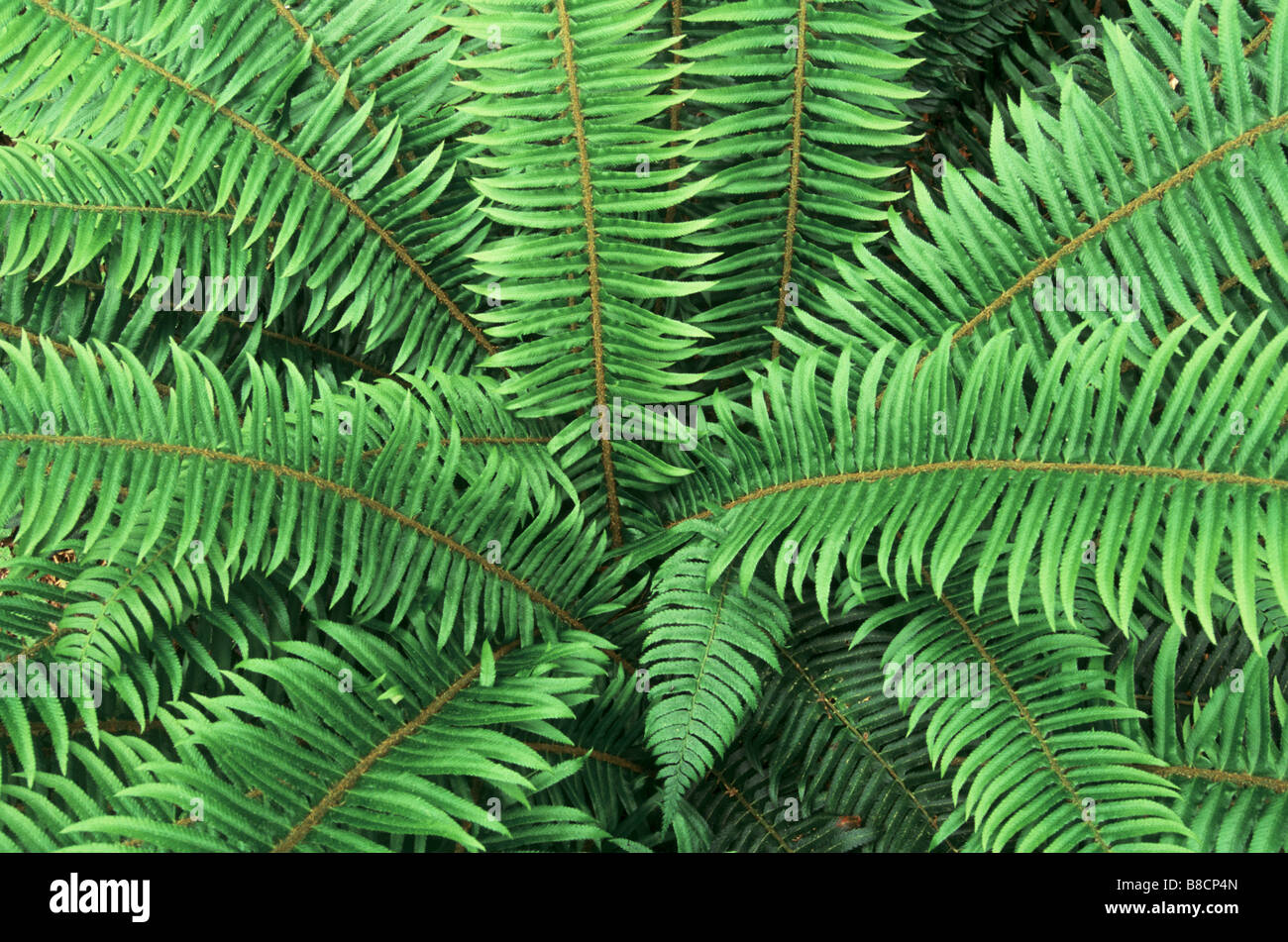Sword Fern, Olympic National Park, Quinalt Rainforest, Washington State ...