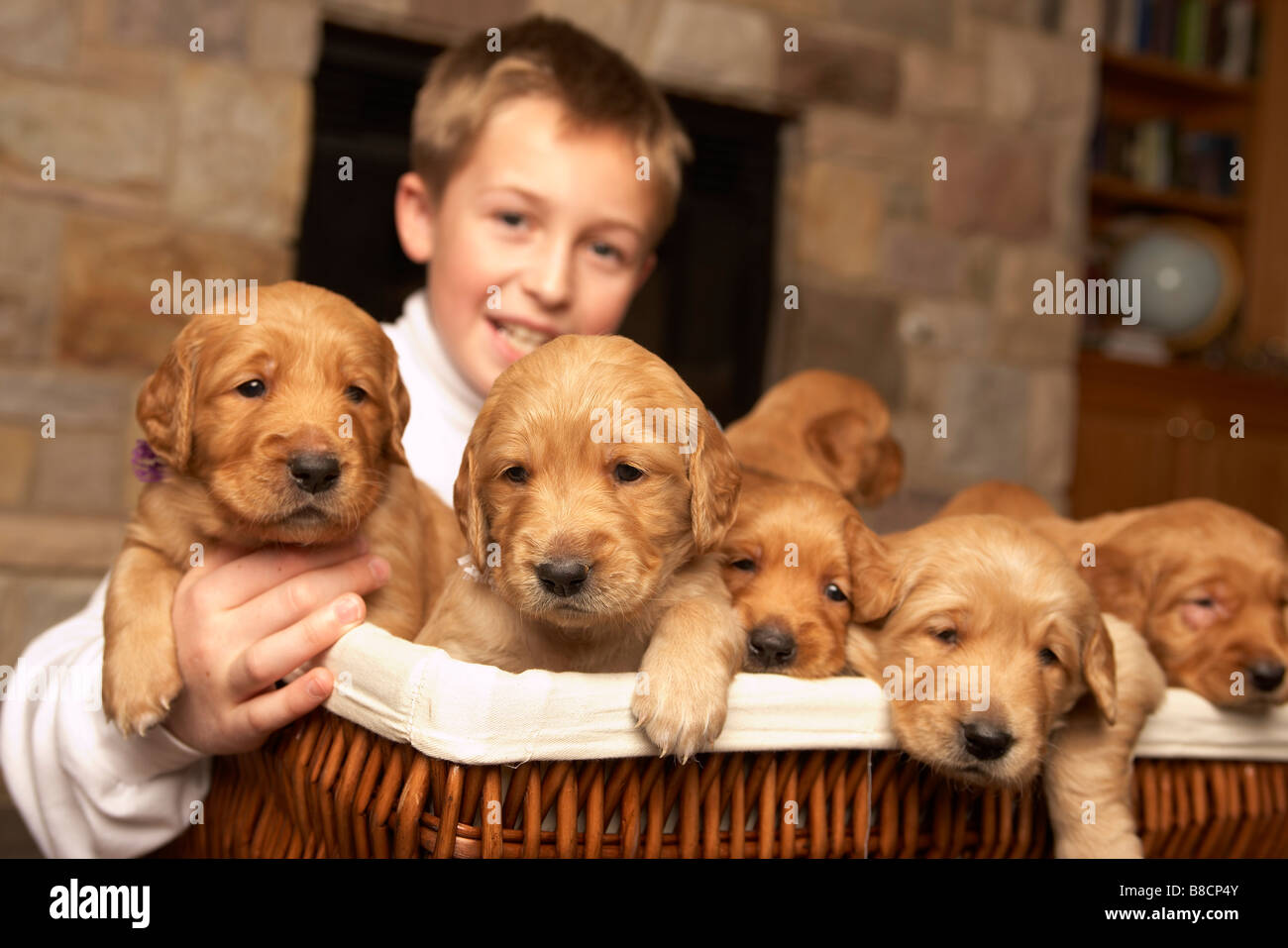 Boy Basket Golden Retriever Puppies Stock Photo - Alamy
