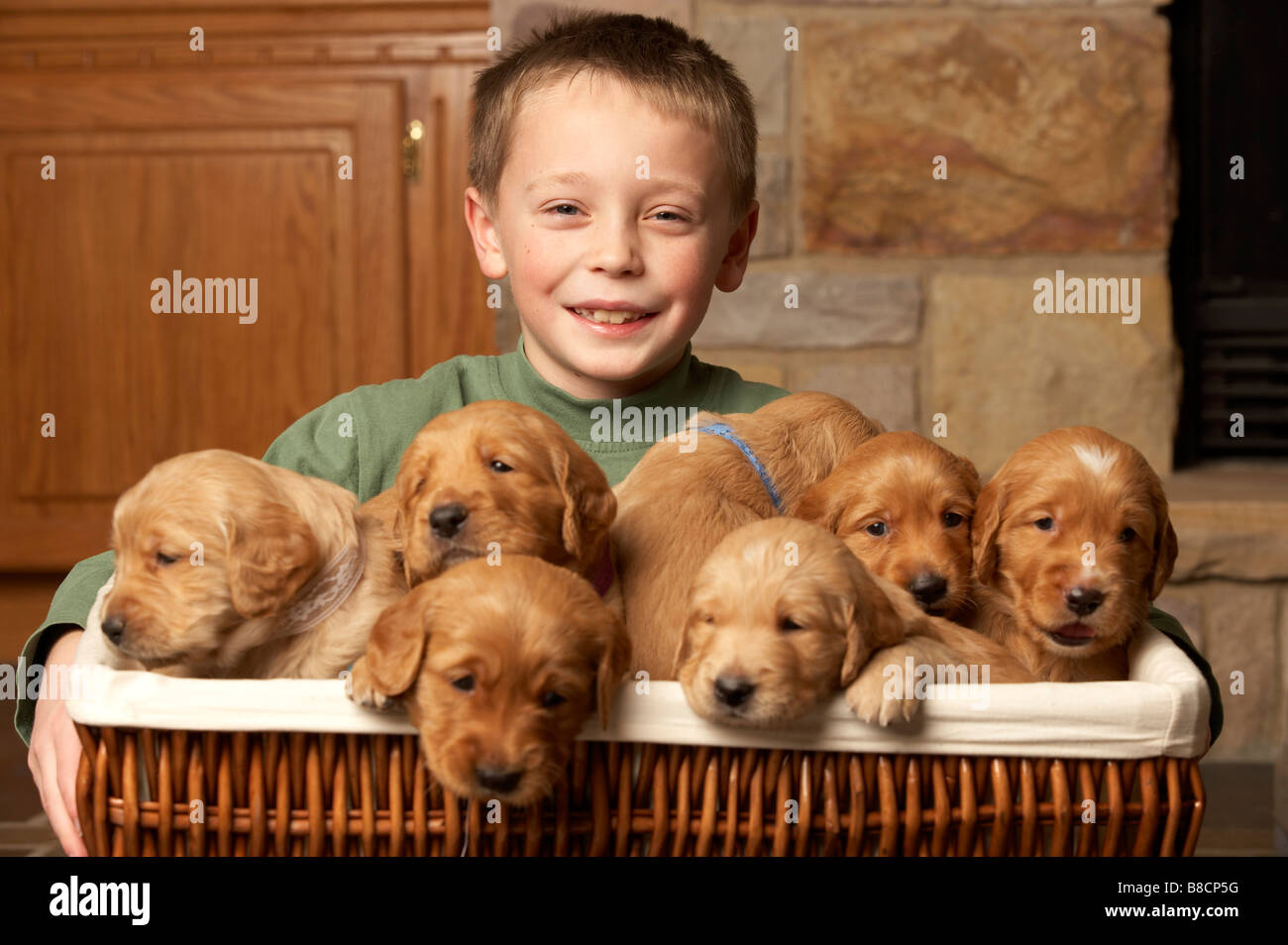 Boy Basket Golden Retriever Puppies Stock Photo - Alamy