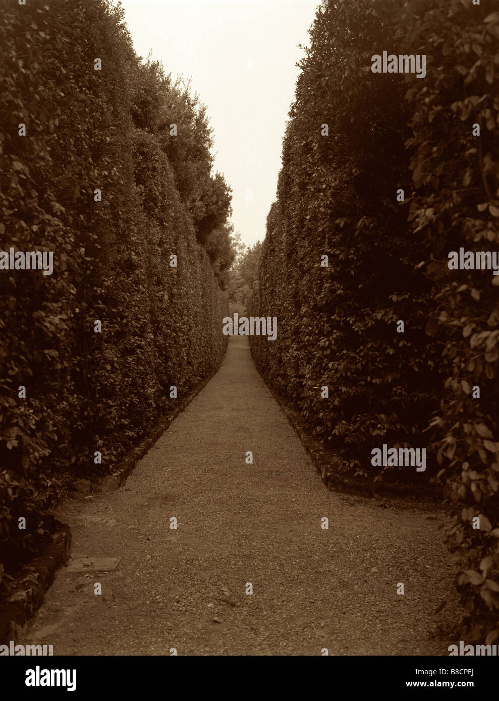 Path through high hedges hi-res stock photography and images - Alamy