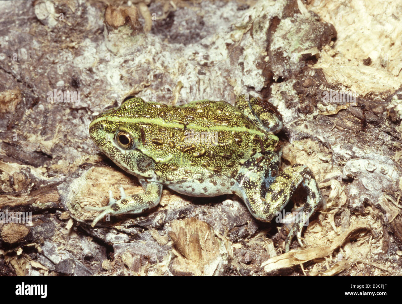 Young Pyxicephalus adspersus Stock Photo - Alamy