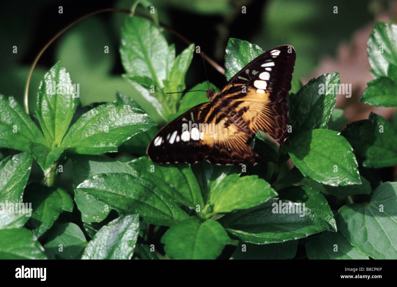 Papilio sp hi-res stock photography and images - Alamy