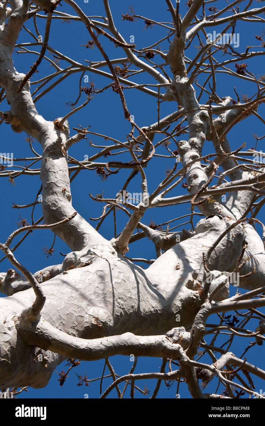 Beautiful deciduous tree of South India Stock Photo - Alamy
