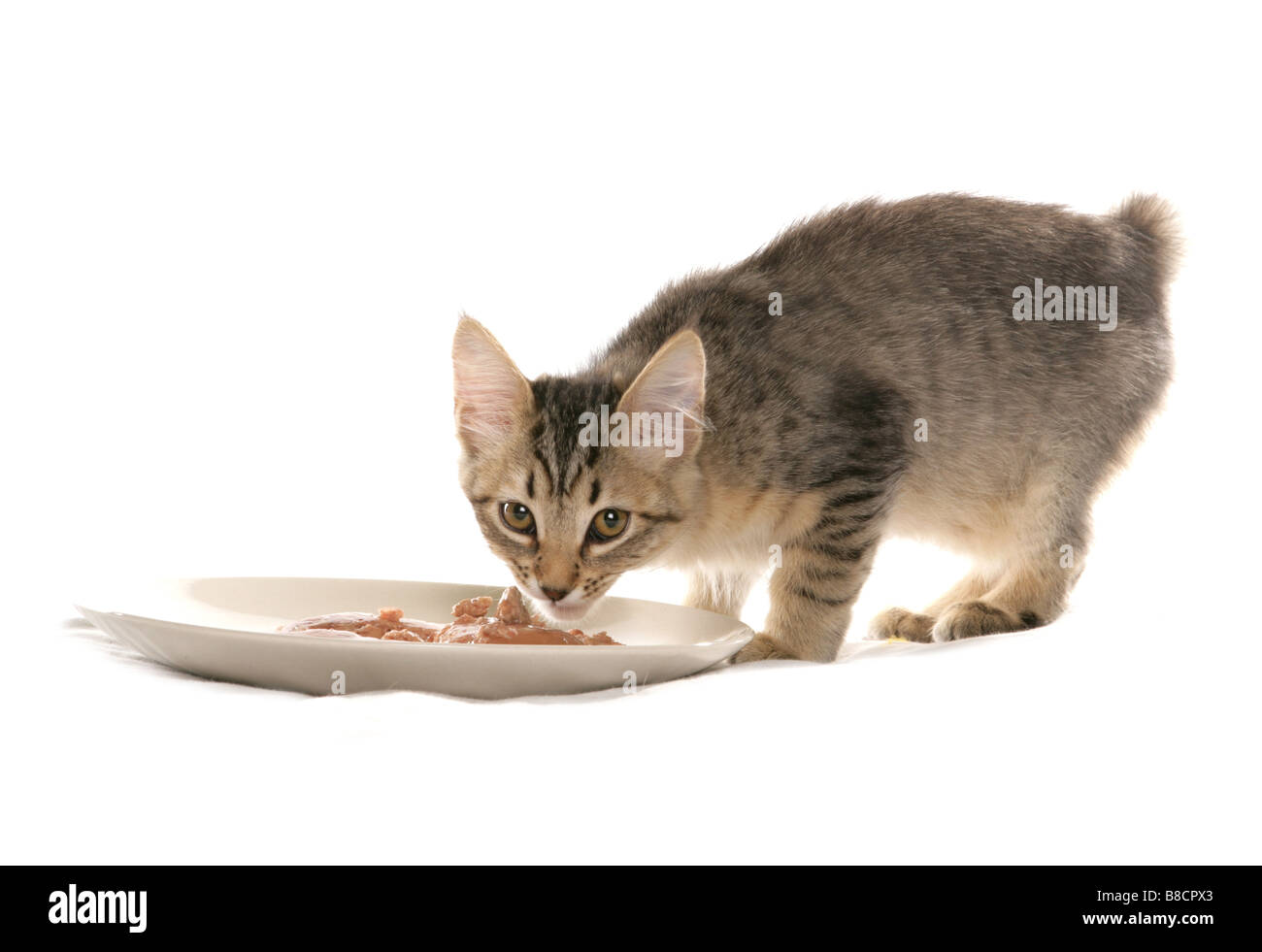 pixie bob cat kitten eating studio Stock Photo - Alamy