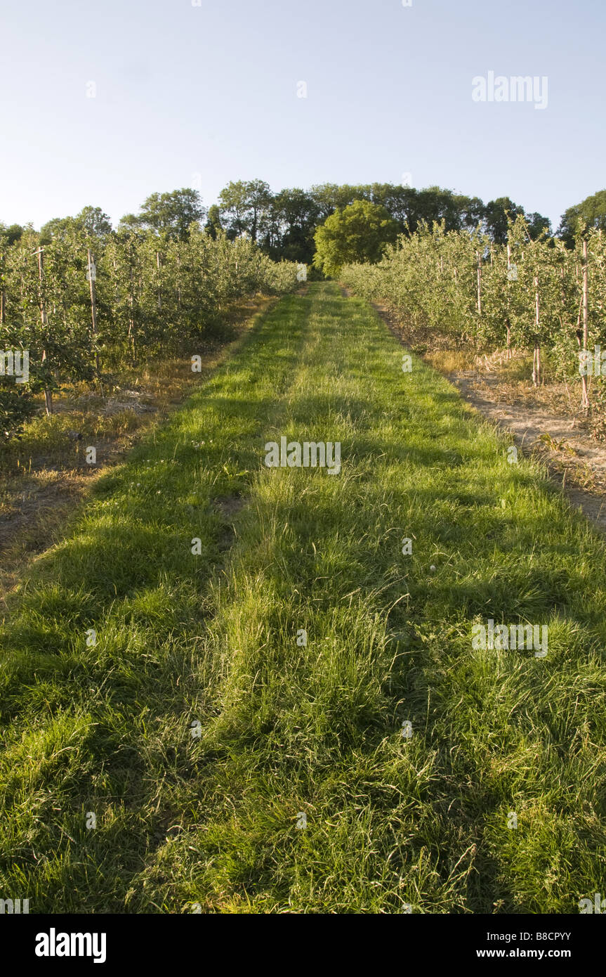 Path through orchard hi-res stock photography and images - Alamy