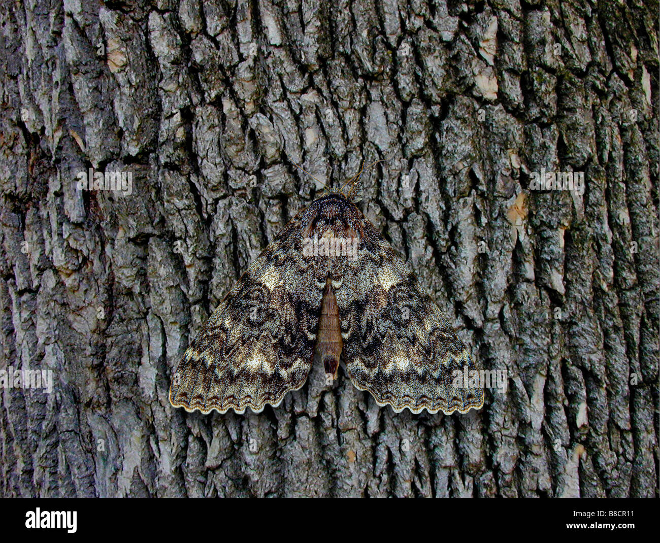 FL6492, Kent Smith; Moth Camoflaged Against Tree Bark Stock Photo - Alamy
