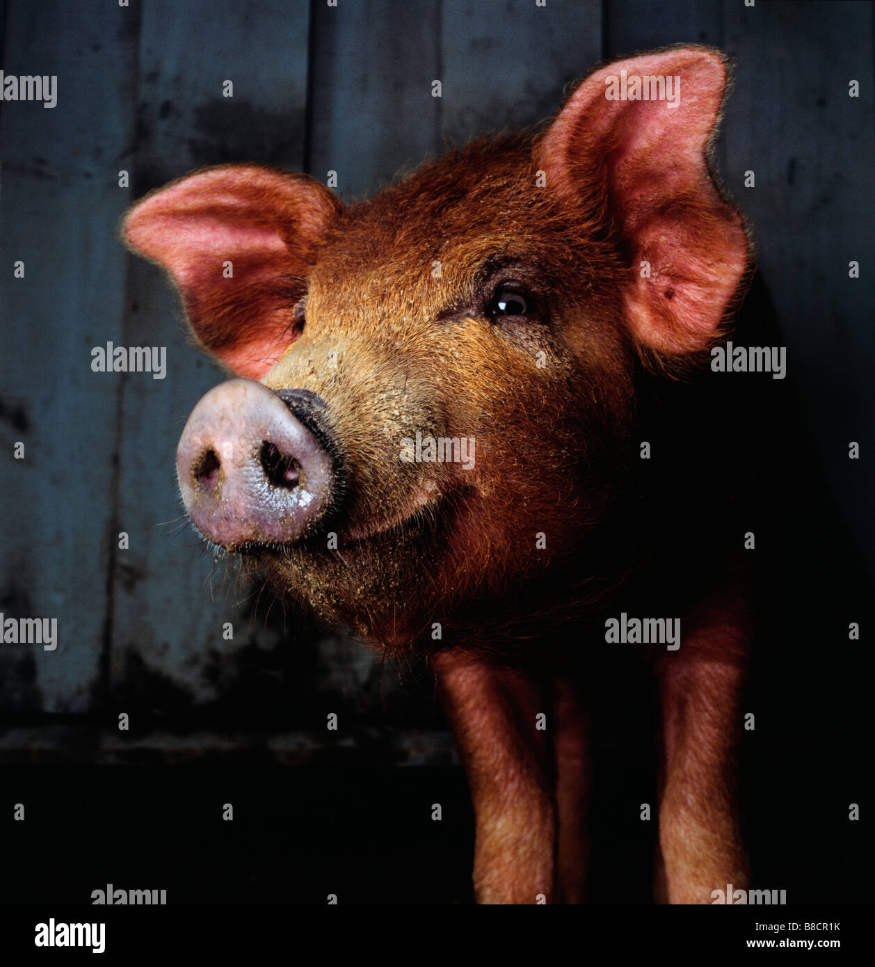 FL6495, Brian Summers; Smiling Pig Stock Photo - Alamy