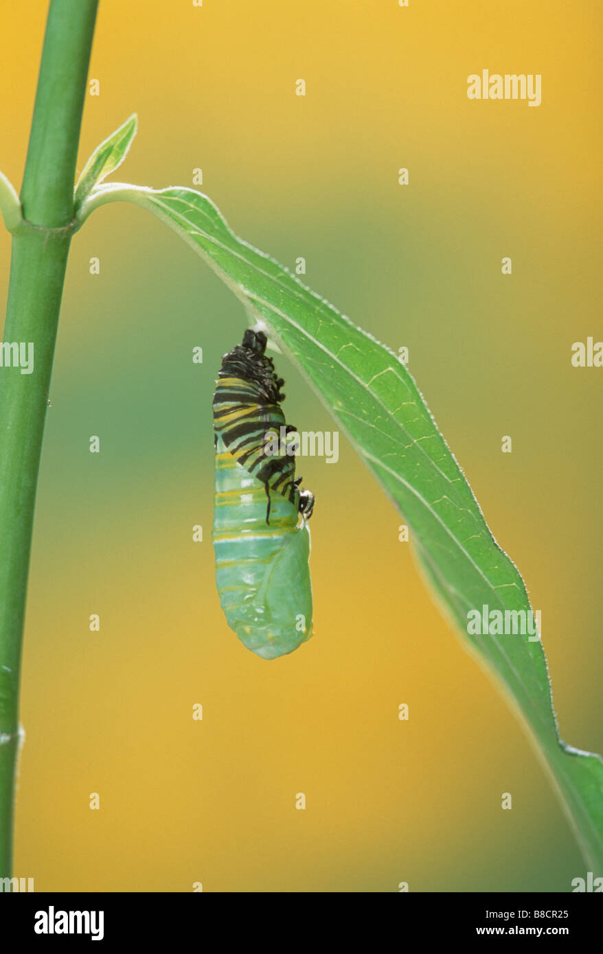 Monarch emerging hi-res stock photography and images - Alamy