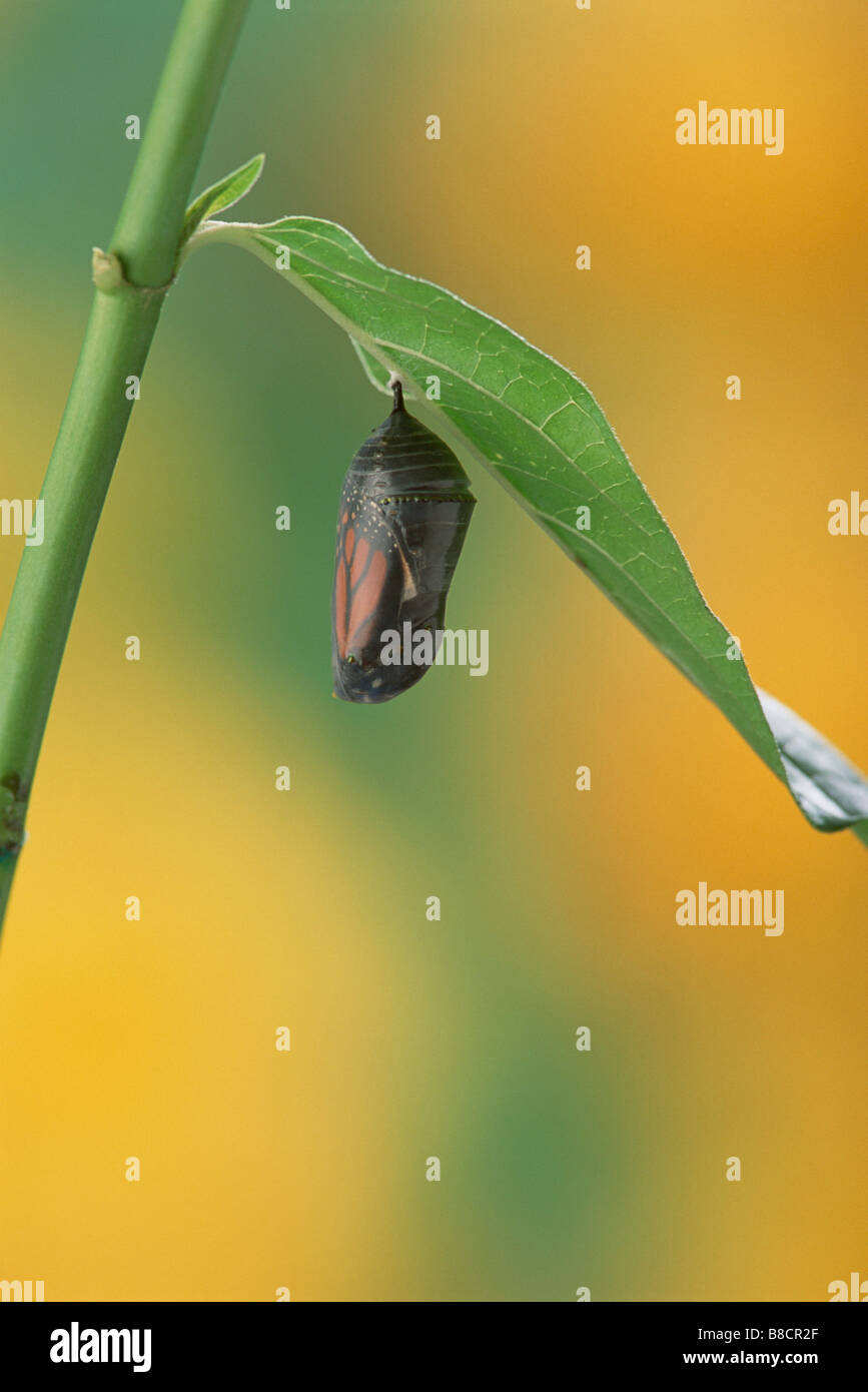 Chrysalis Butterfly High Resolution Stock Photography and Images - Alamy