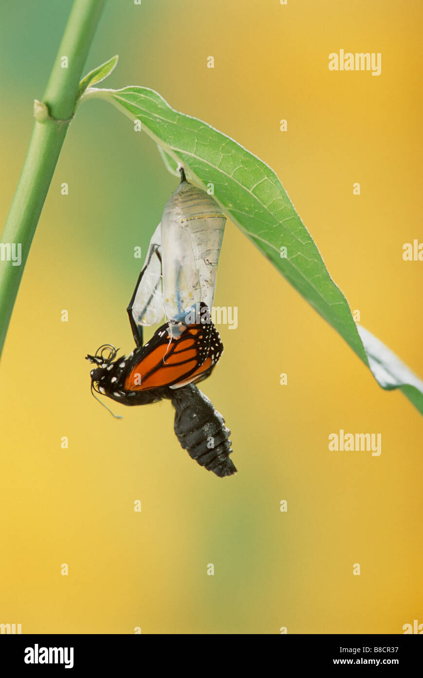 Chrysalis Butterfly High Resolution Stock Photography and Images - Alamy