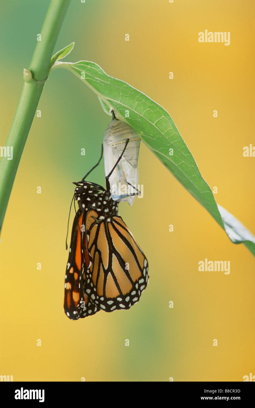Butterfly chrysalis hi-res stock photography and images - Alamy