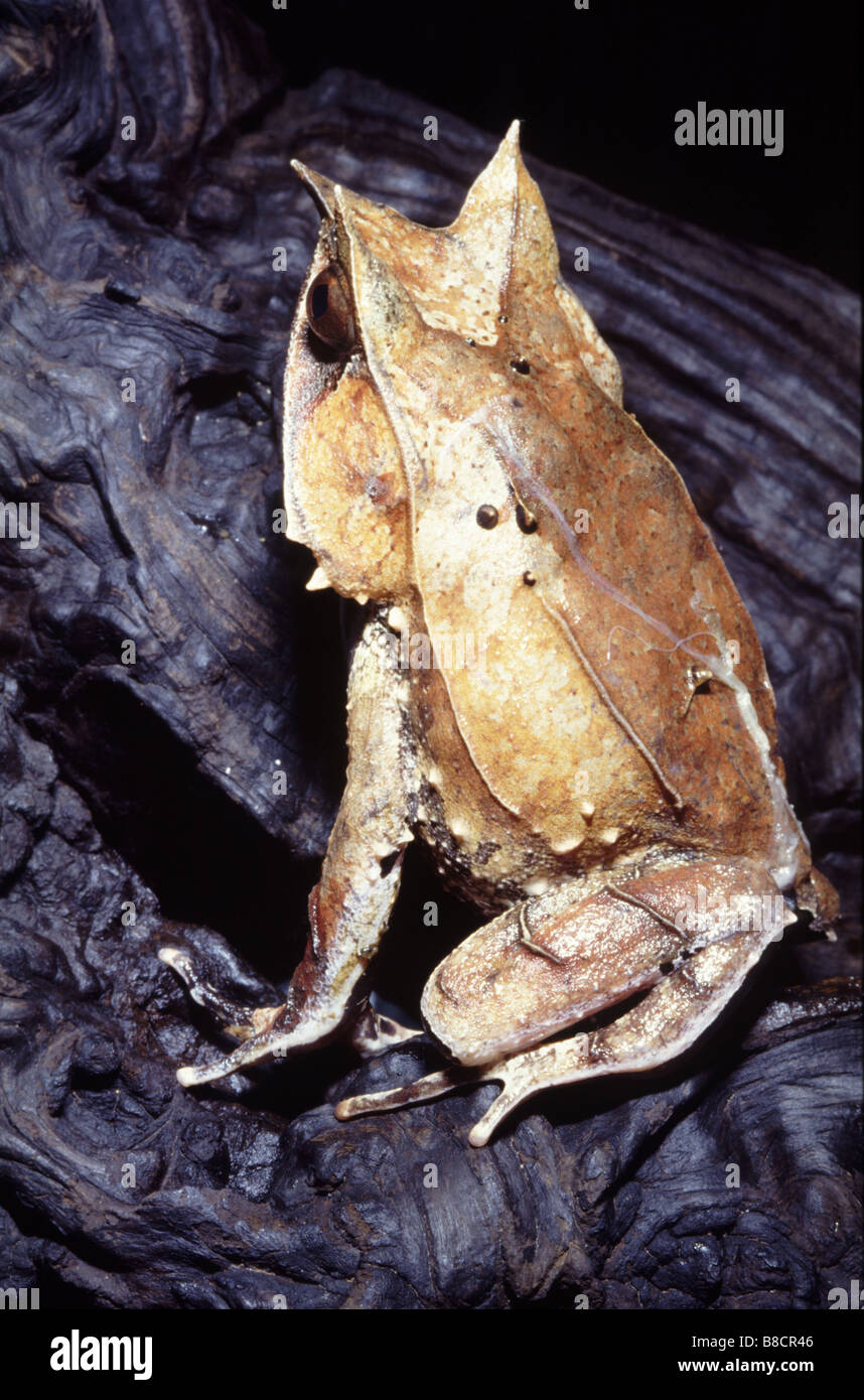 Amazon horned frog hi-res stock photography and images - Alamy