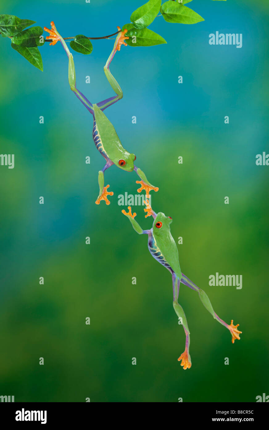 Hanging from hi-res stock photography and images - Alamy