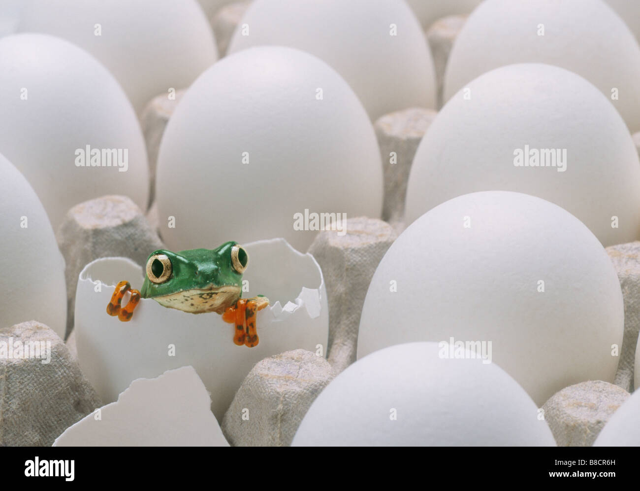 FL6518, Natural Moments Photography; Tiny Frog Emerging from Egg Shell ...