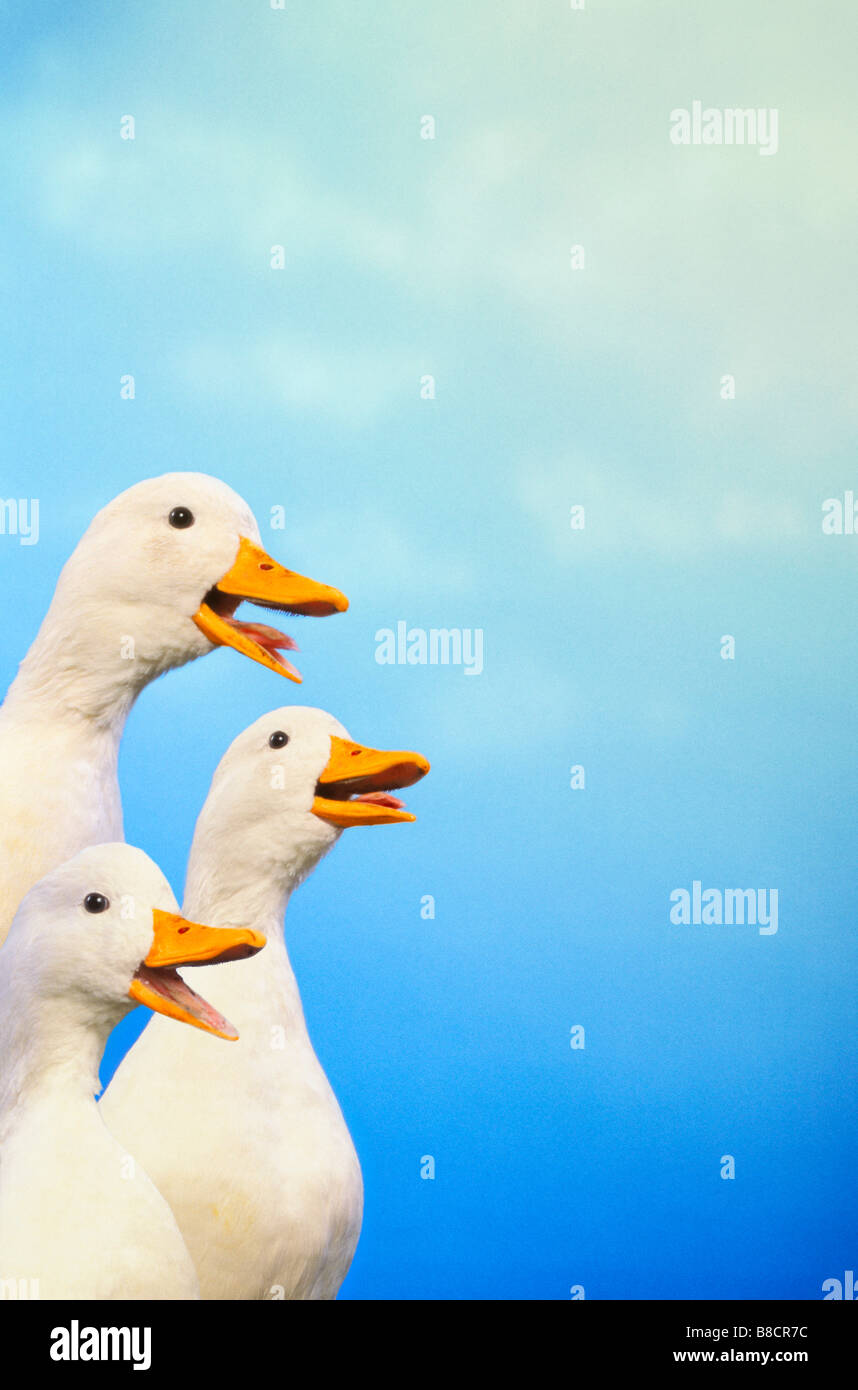 FL6520, Kitchin/Hurst; Three White Ducks Quacking Stock Photo - Alamy