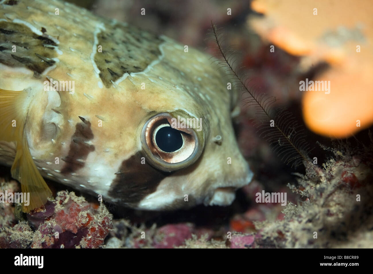 Tropical fish Porcupinefish Diodon holacanthus on the bottom underwater ...