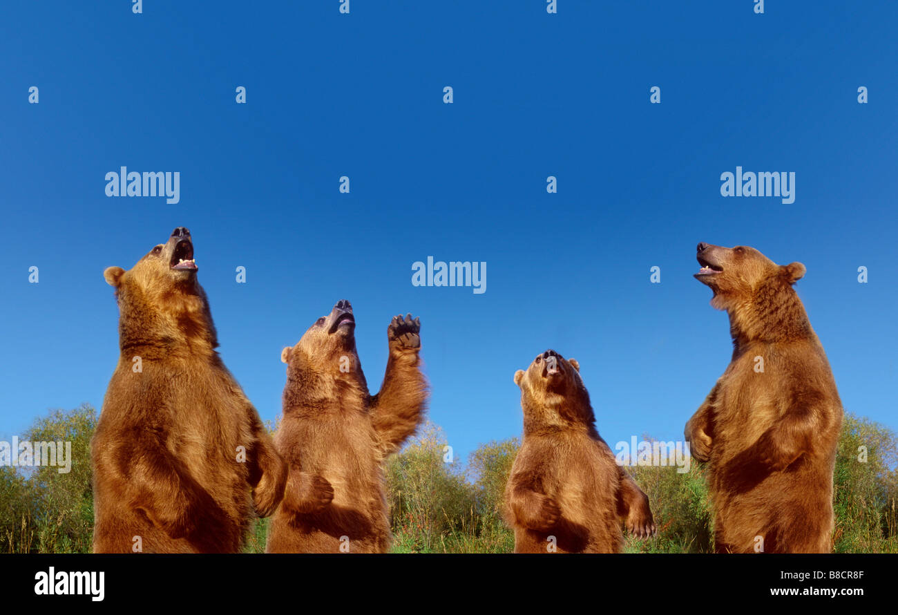 Four bears hi-res stock photography and images - Alamy