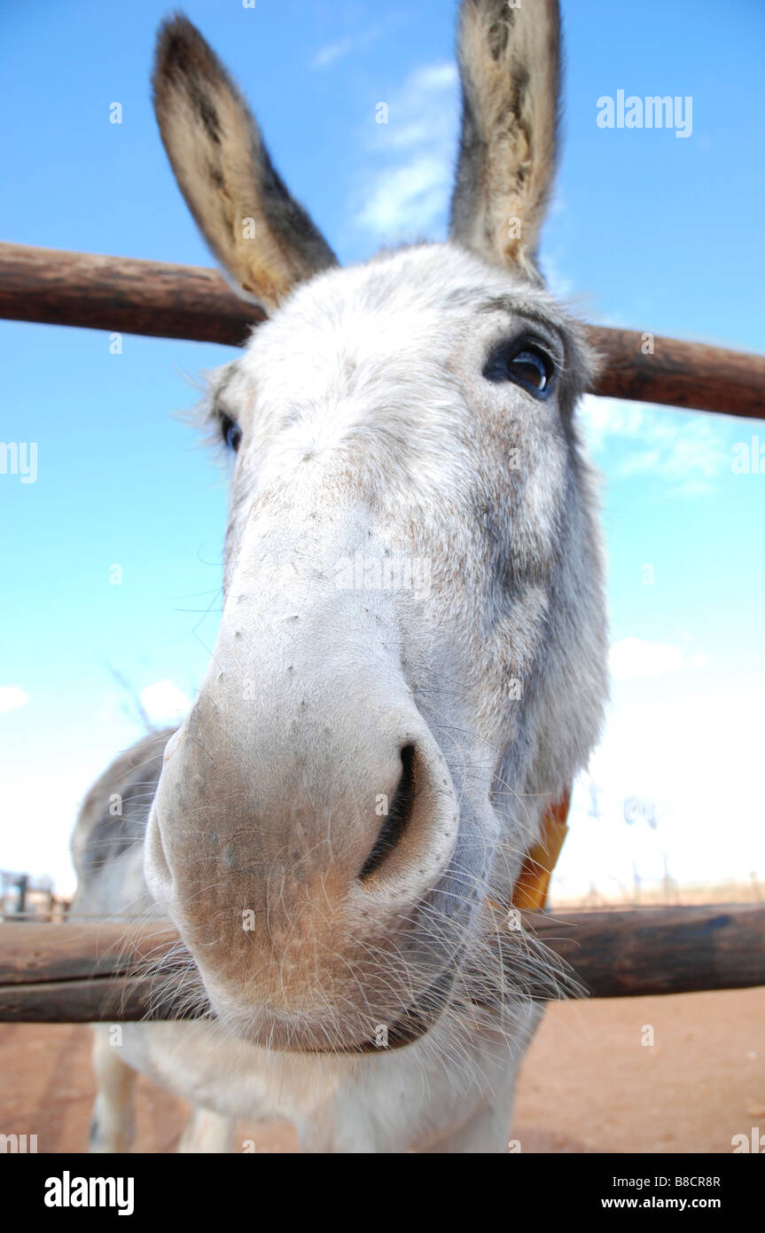 Donkey looking hi-res stock photography and images - Alamy