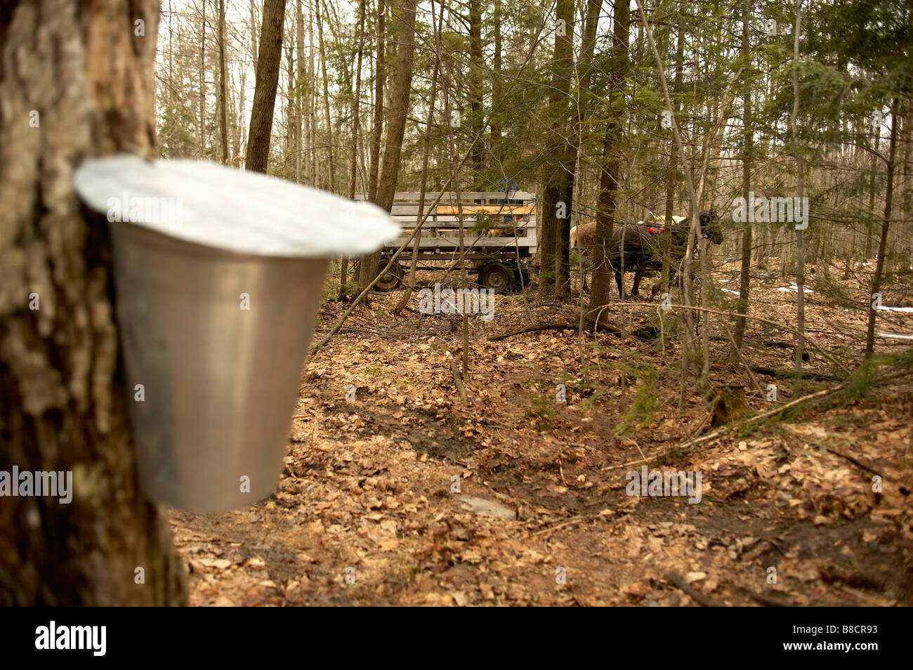 Cabane Sugar Shack, Brome-Missisquoi Region, Saint-Faustin, Quebec ...