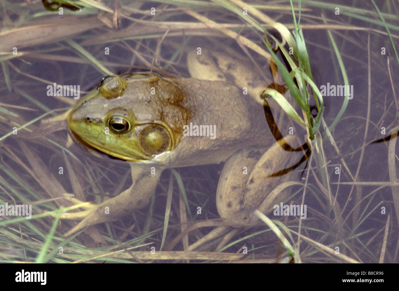 Rana clamitans (Bronze Frog, Cow Frog, Brown Frog), ssp. Green Frog ...