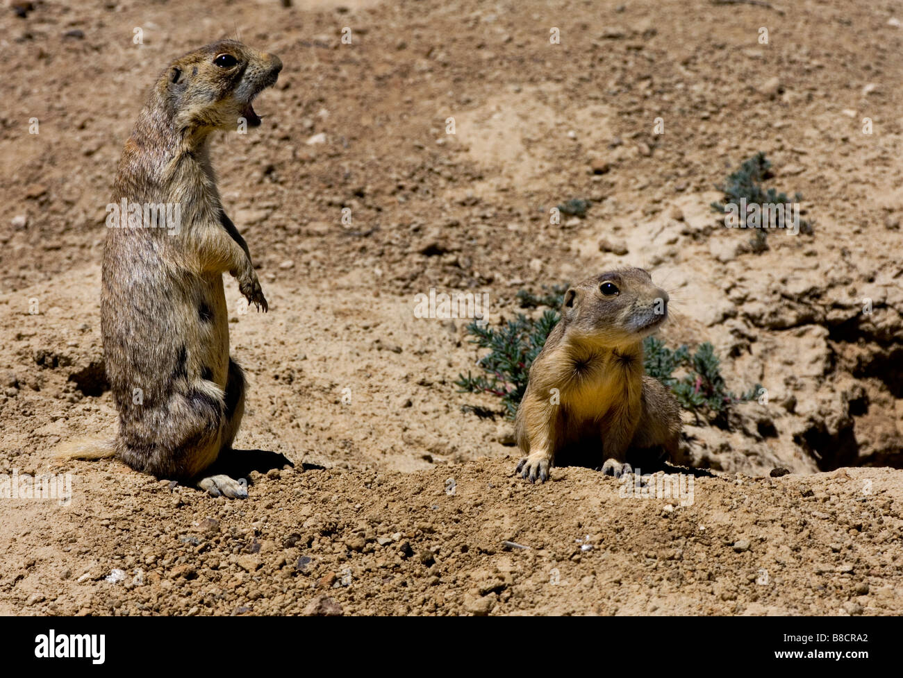 CALLING ,UTAH PRAIRIE DOG, Cynomys cynomys Stock Photo - Alamy