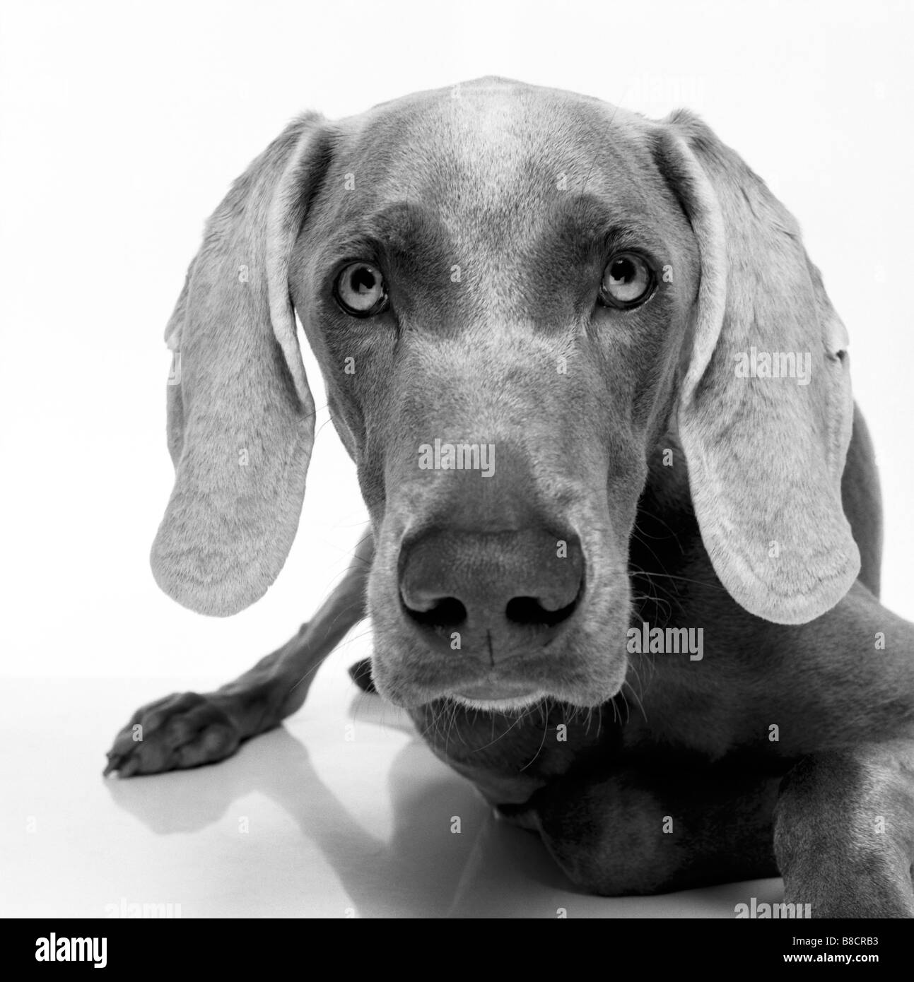 Weimaraner action shot hi-res stock photography and images - Alamy