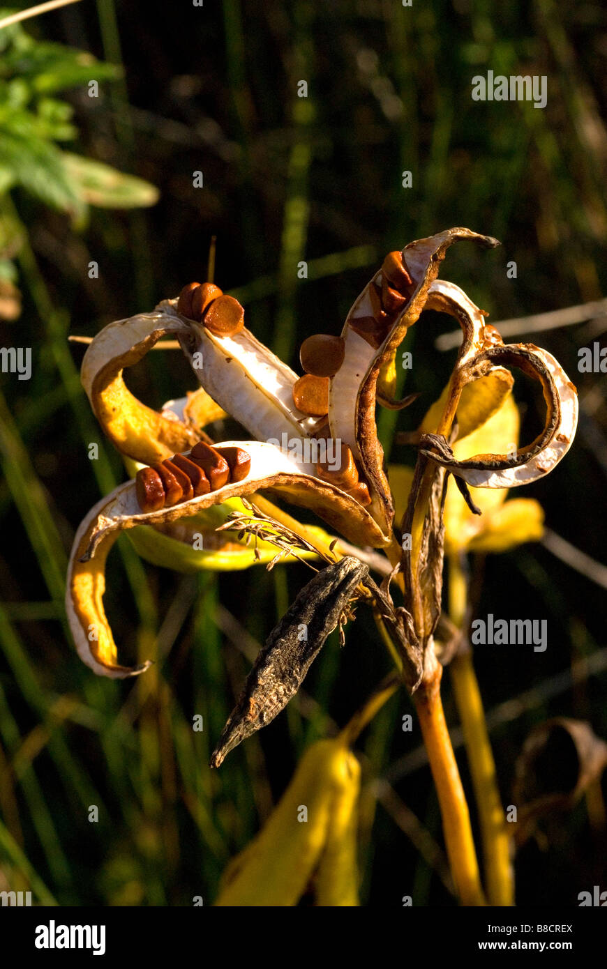 exploded seed case and seeds of Stinking Iris (Iris foetidissima Stock ...