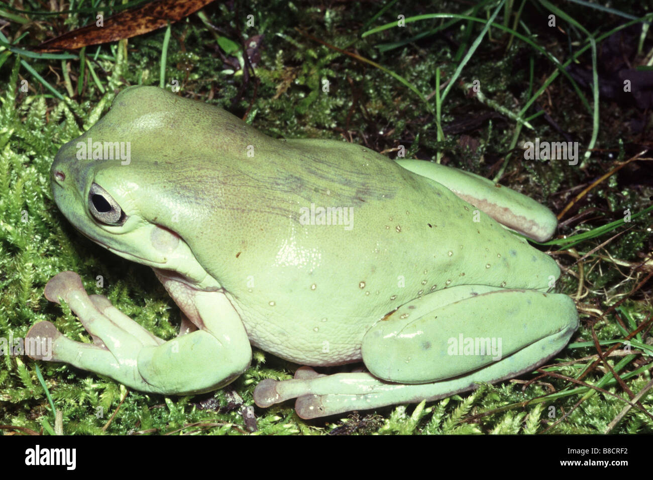 Litoria caerulea, Australian Green tree frog Stock Photo - Alamy