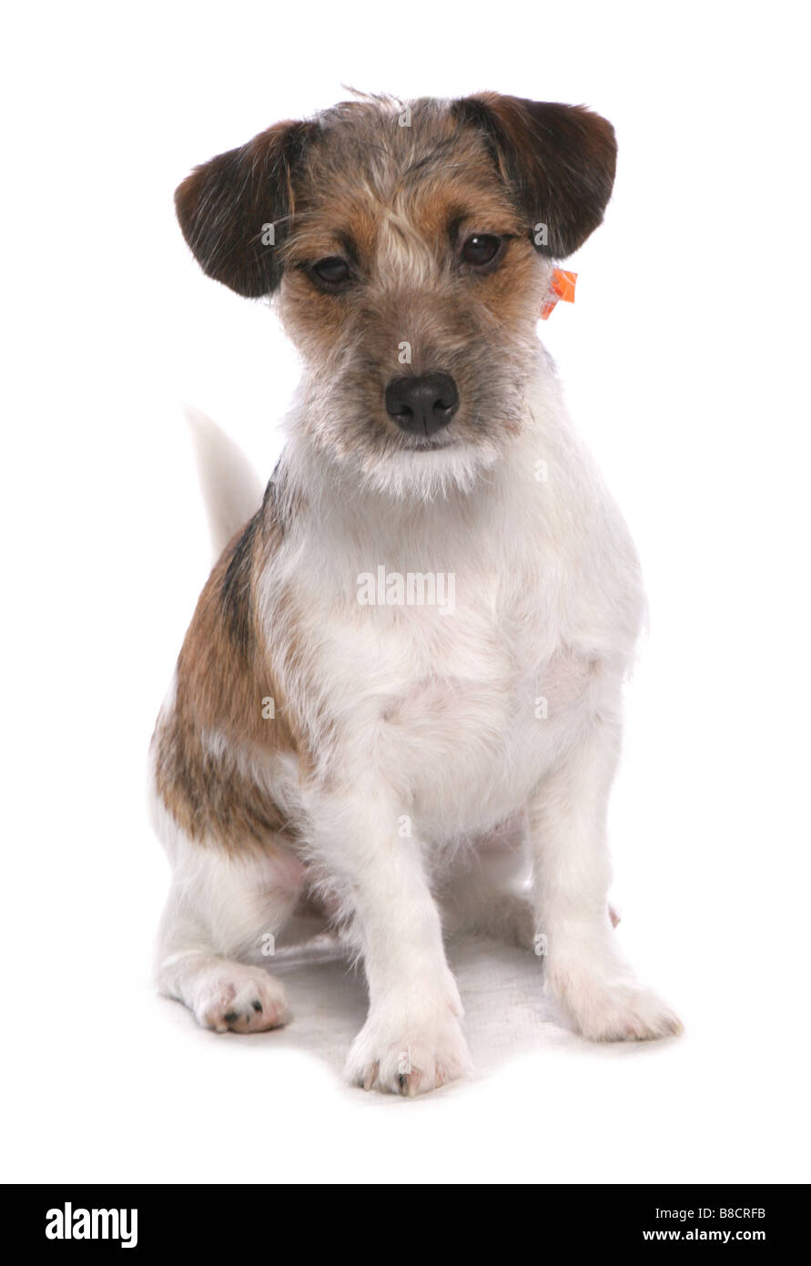 Jack Russell Terrier Dog Sitting Studio Stock Photo - Alamy