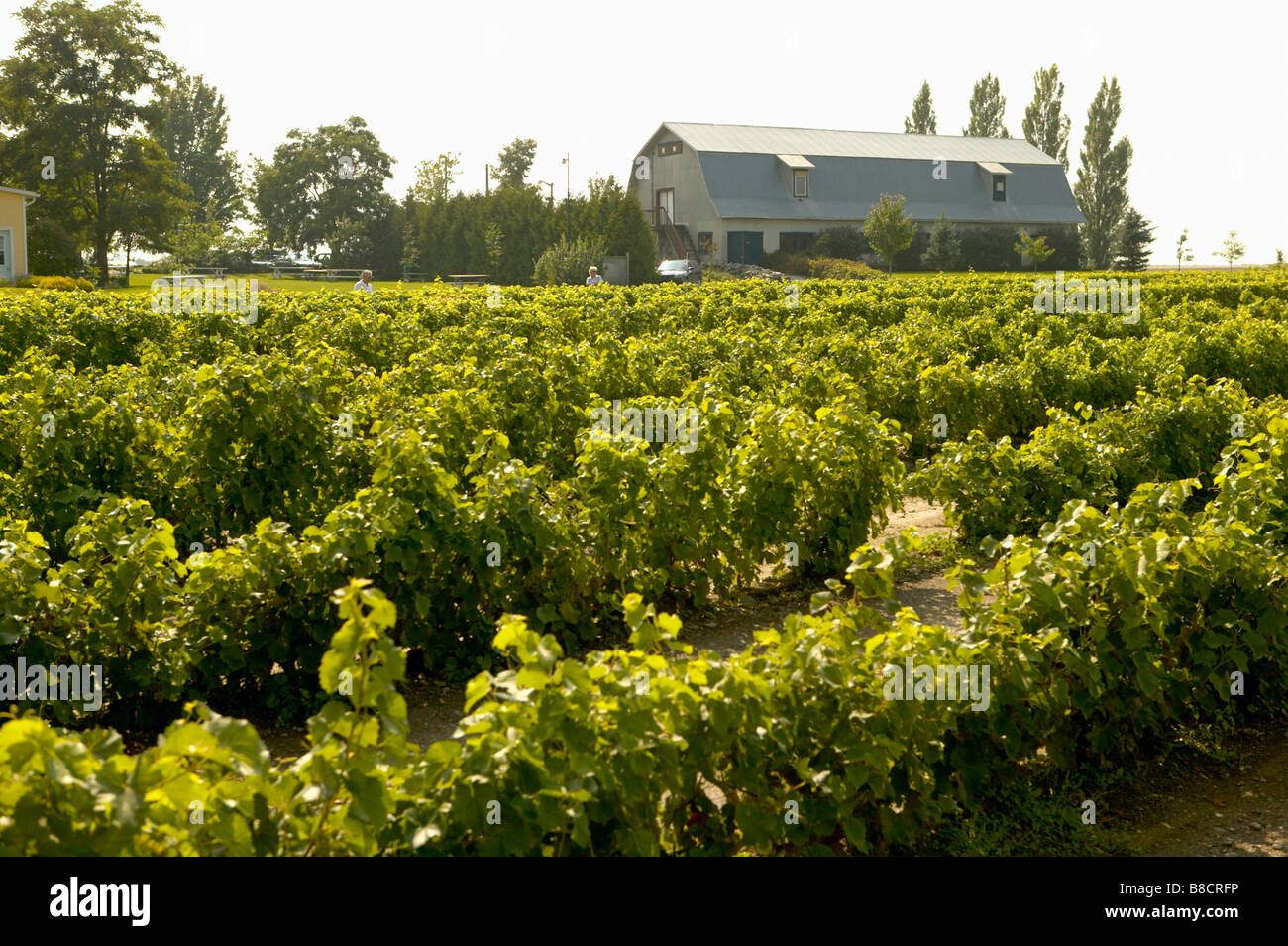 Grape Vines, Eastern Townships, Dunham, Quebec Stock Photo - Alamy