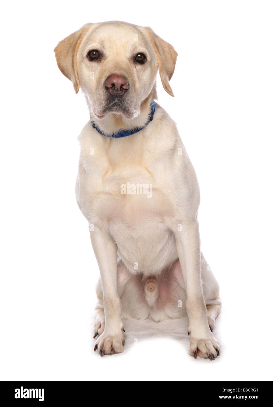 Labrador Retriever Dog Sitting Studio Stock Photo - Alamy
