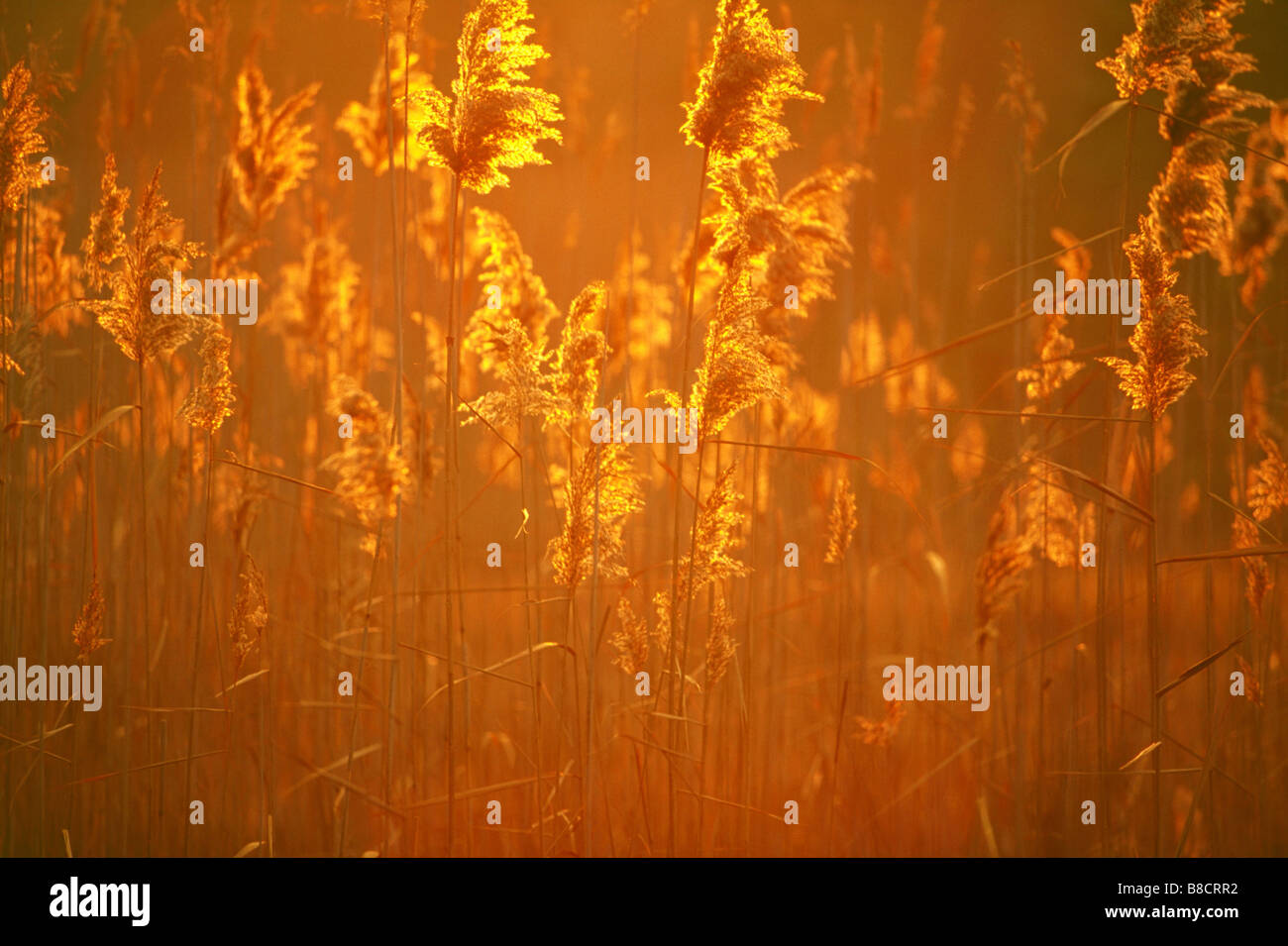 FV0280, Irwin Barrett; Common reeds sunset Stock Photo - Alamy