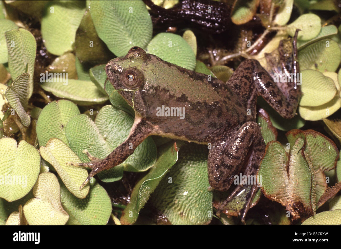 Occidozyga laevis hi-res stock photography and images - Alamy