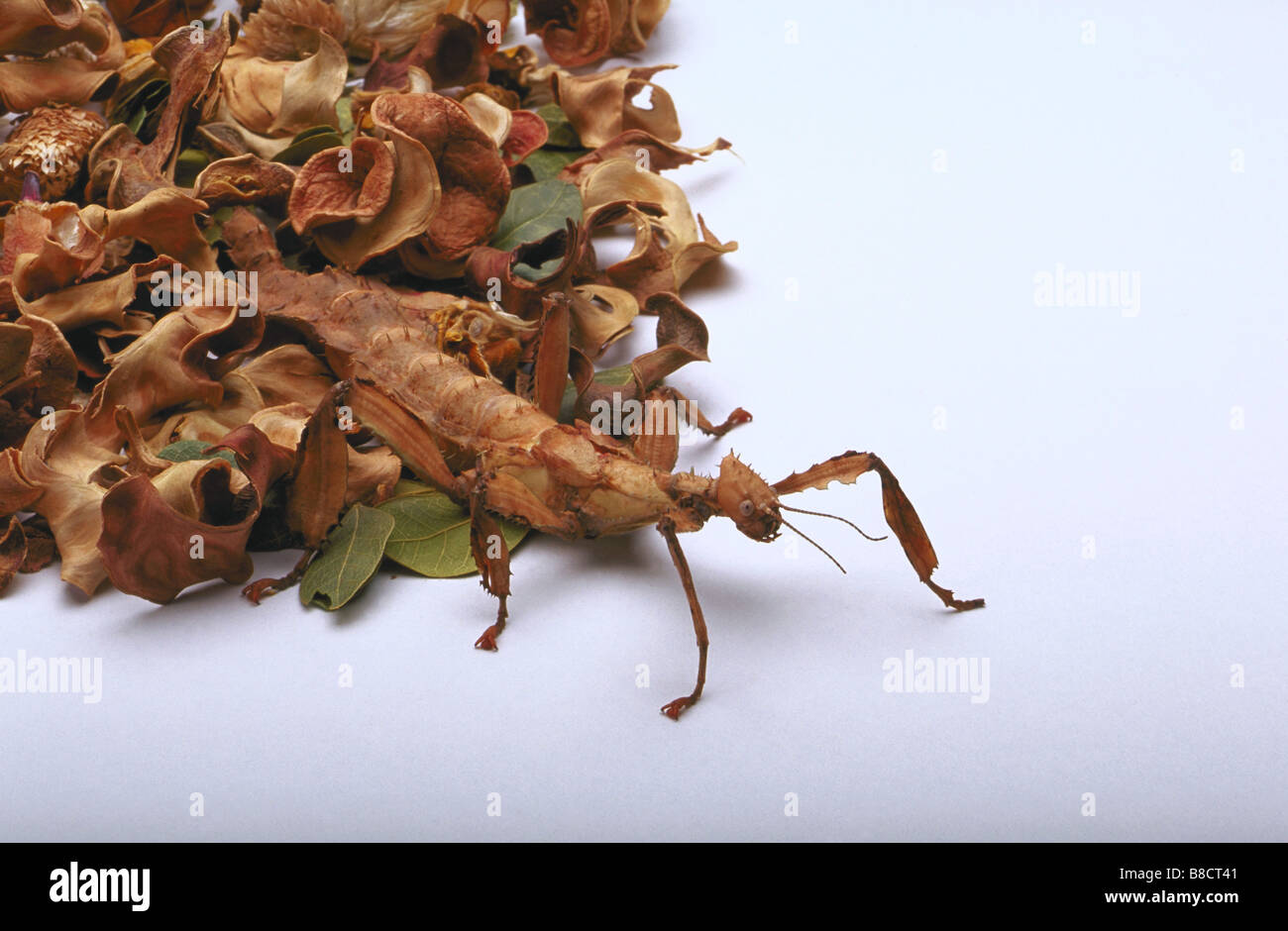 FV0411, Kitchin/Hurst; Walking stick insect camouflaged leaves Stock ...