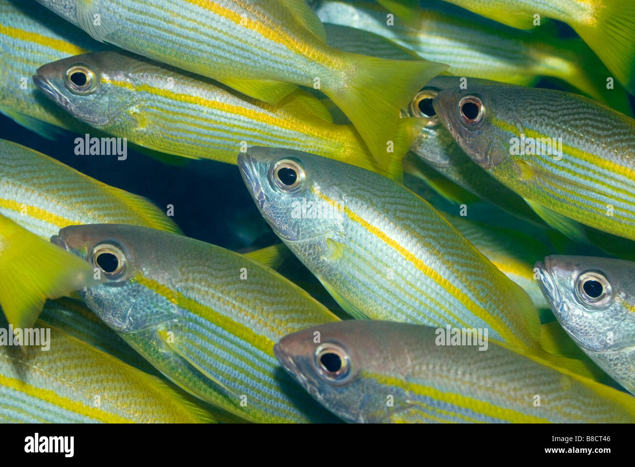 Tropical fishes background Yellowfins Goatfishes Borneo Stock Photo - Alamy