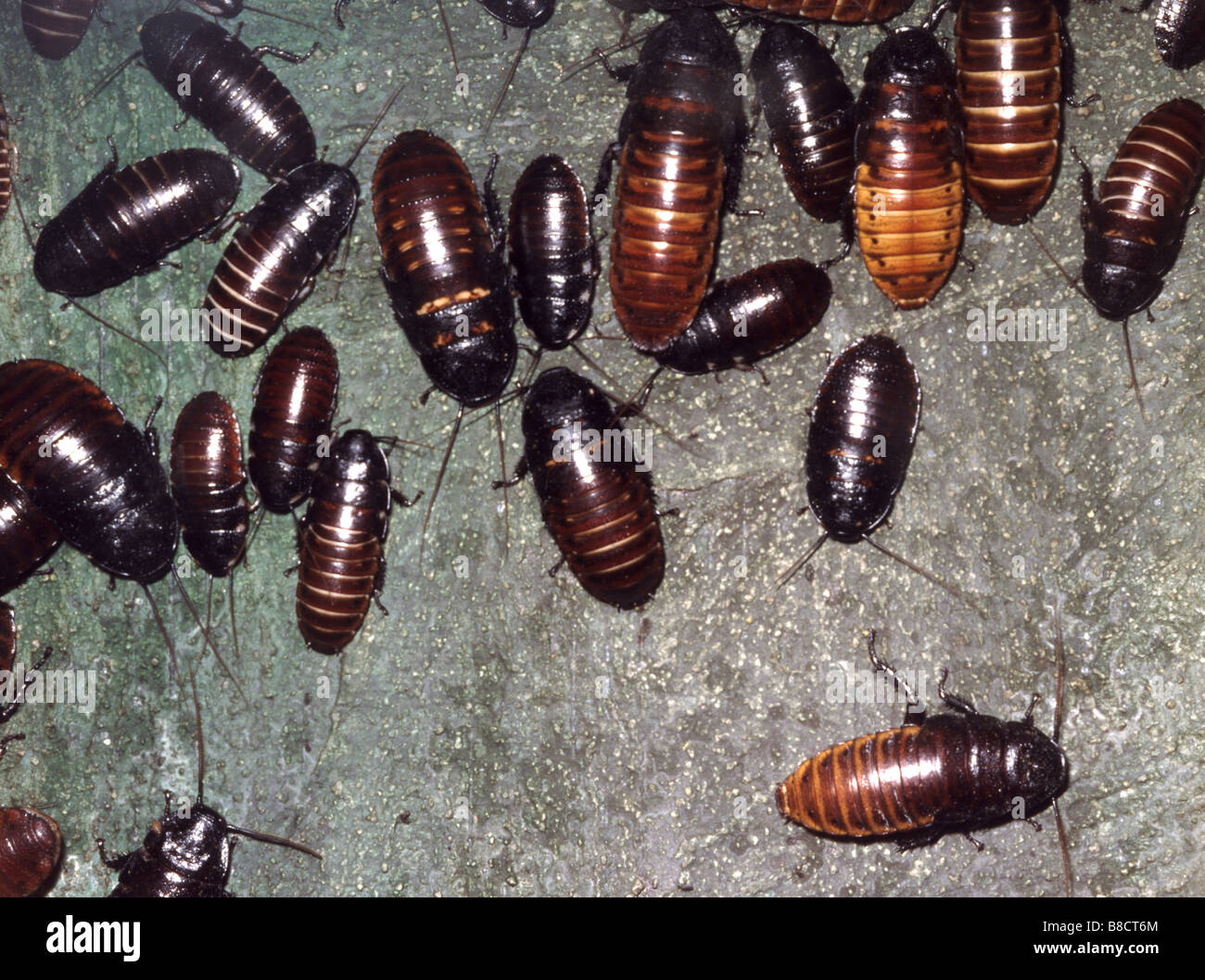 Gromphadorhina portentosa, Madagascar hissing cockroaches Stock Photo ...